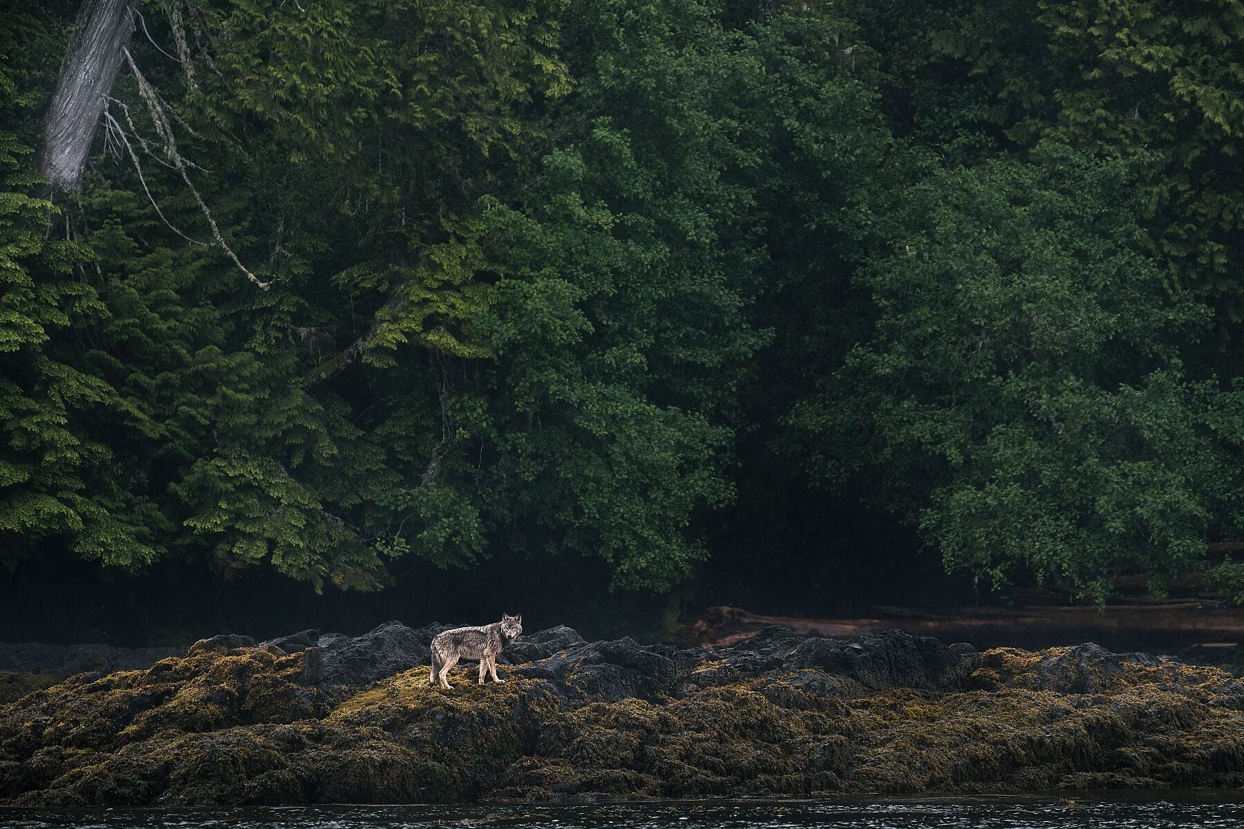 Vancouver Island Coastal Sea Wolf Fine Art Photography Print – Ian ...